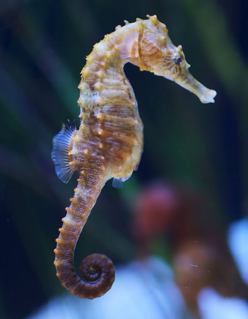 Hippocampe – PRÉSERVEZ LA NATURE AVEC NATIYABEL